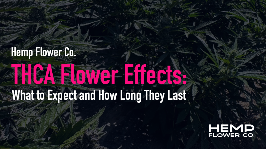 Thca Flower Effects what to Expect and how Long they Last – Hemp Flower Co.