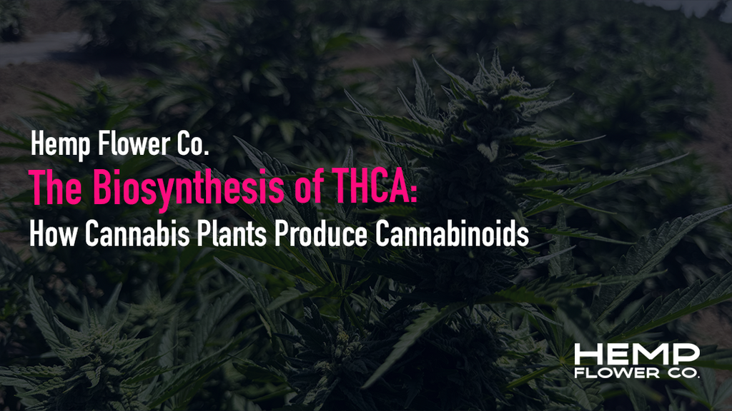 The Biosynthesis of Thca and Cannabinoid Production – Hemp Flower Co.