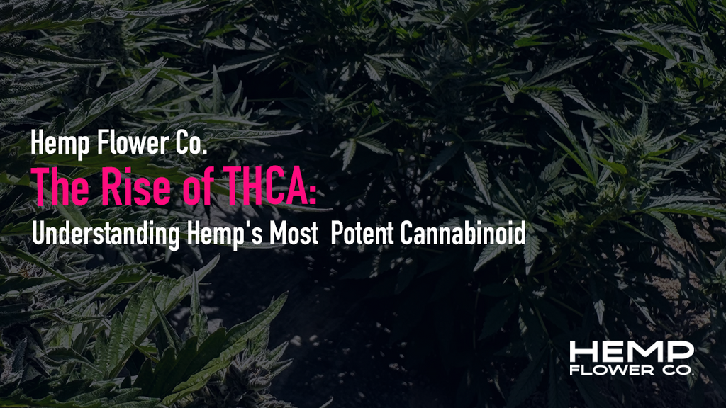 Understanding Thca Hemp Flower and its Effects – Hemp Flower Co.