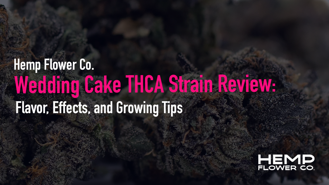 Wedding Cake THCA Strain Review: Flavor, Effects, and Growing Tips ...