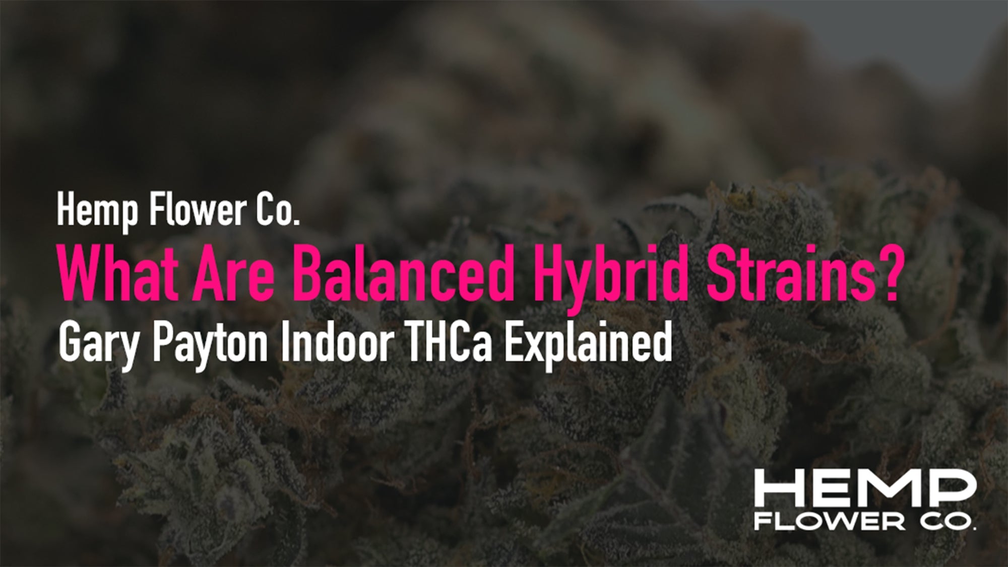 What Are Balanced Hybrid Strains? Gary Payton Indoor THCa Explained ...